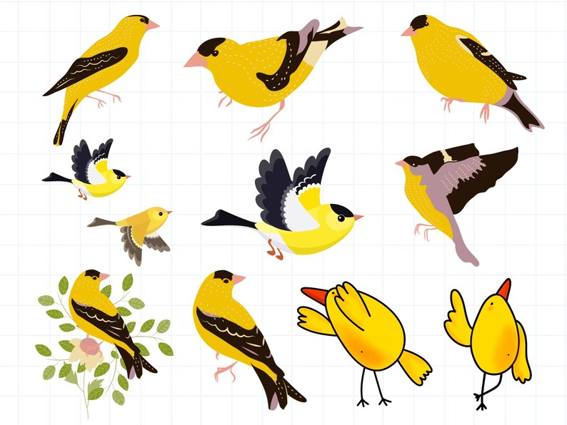 Goldfinch SVG Bundle, American Goldfinch Png, American Goldfinch Vector ...
