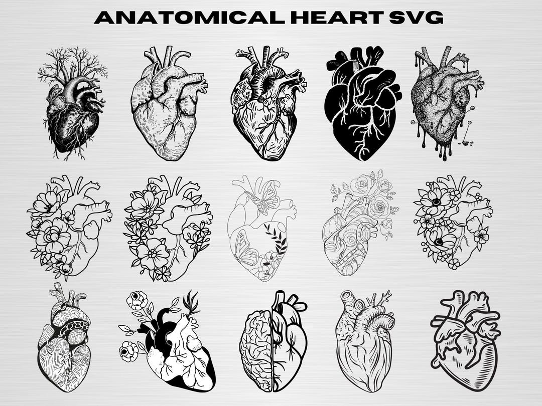 Heart Svg Bundle, Human Heart Svg, Anatomical Heart Svg, Anatomical ...