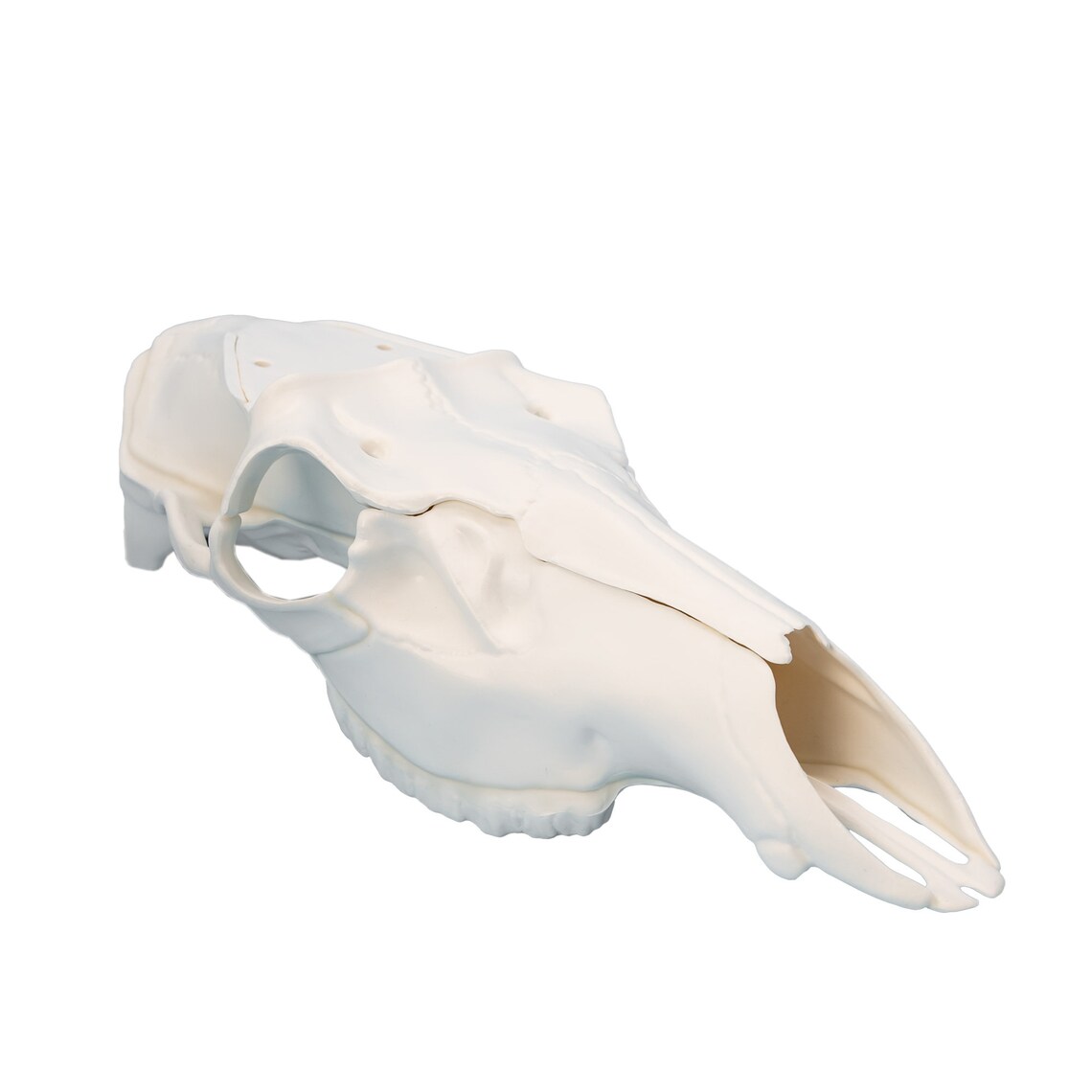 ELK Record Keeper - White Bone - Universal Size - Elk Skull Replica ...