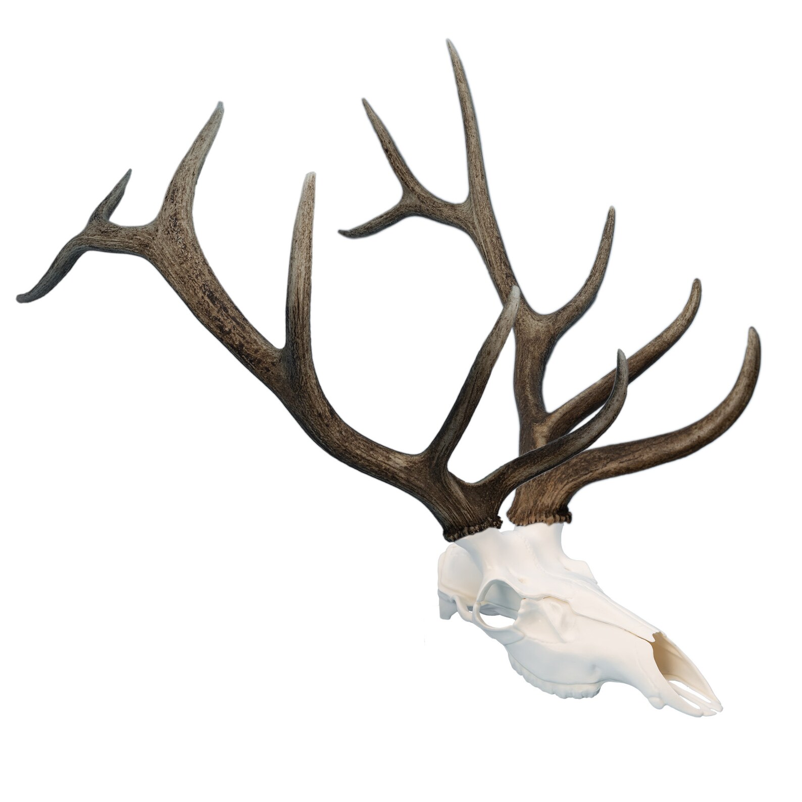 ELK Record Keeper - White Bone - Universal Size - Elk Skull Replica ...