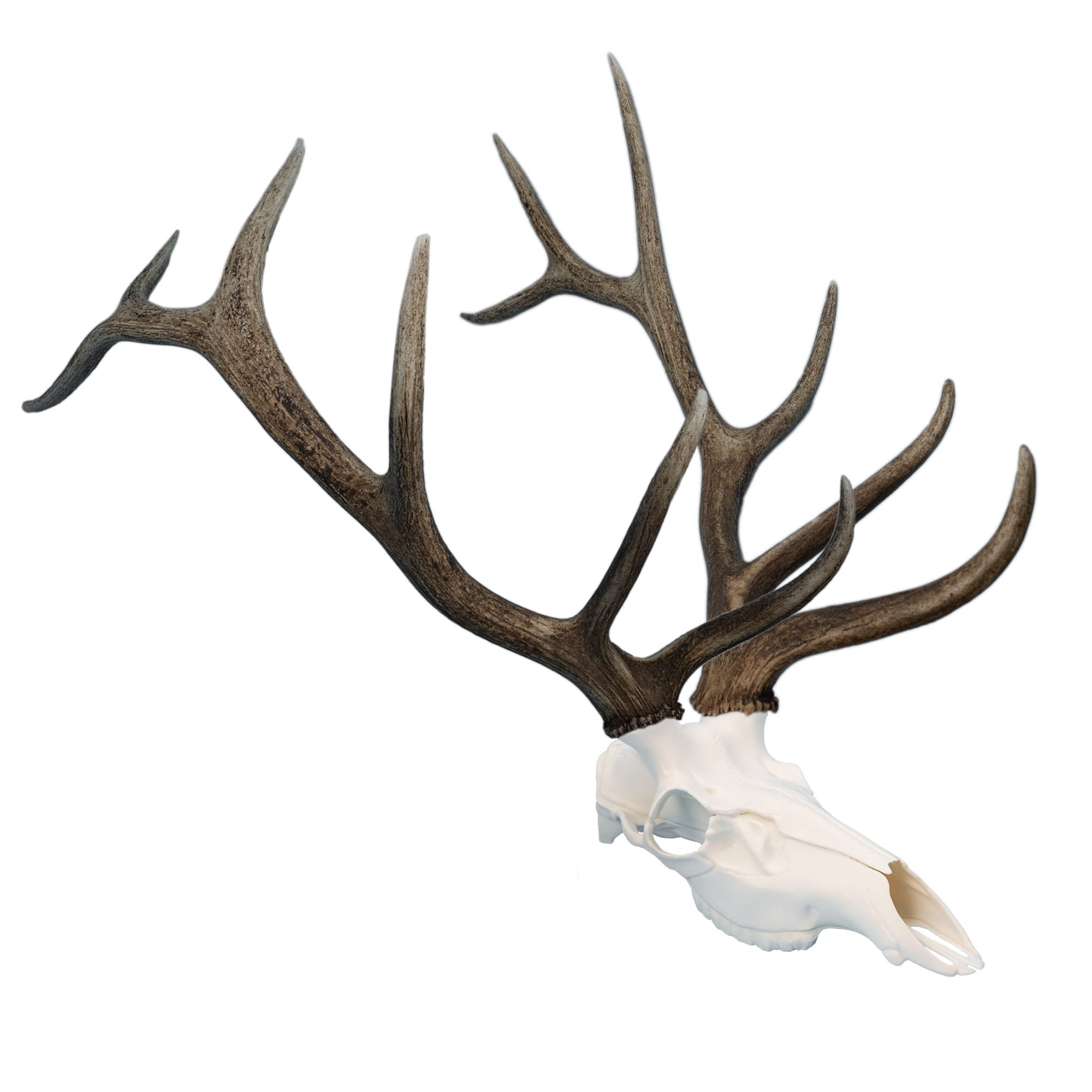 ELK Record Keeper - White Bone - Universal Size - Elk Skull Replica ...