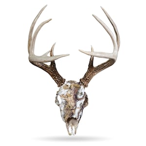 Skull Master - SNOW CAMO - Custom Size - Hydro Dip - Deer Skull Replica ...