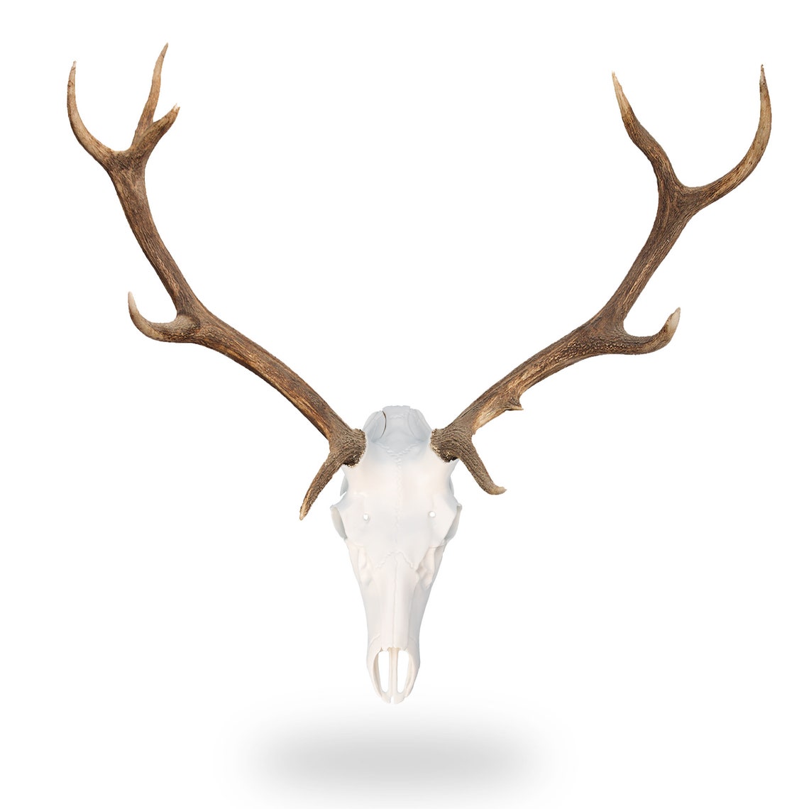ELK Record Keeper - White Bone - Universal Size - Elk Skull Replica ...