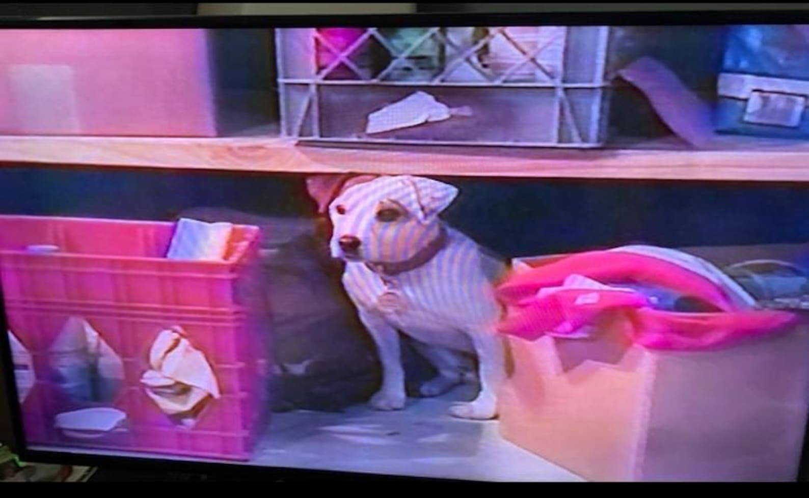 PBS 90's Arthur, Magic School Bus, Wishbone Commercials VHS Blank - Etsy