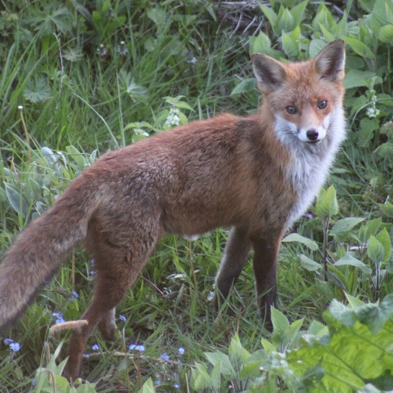 Red Fox Photograph - Etsy