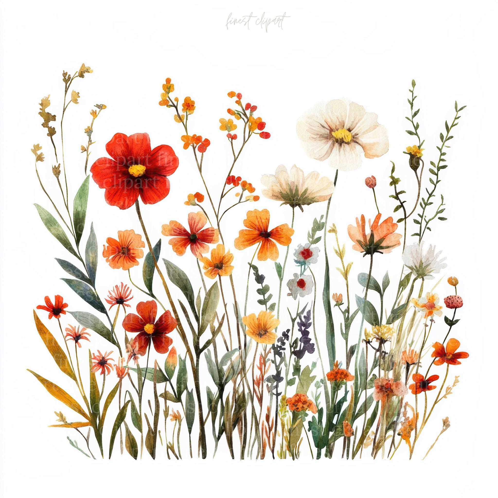 13 Autumn Wildflowers Watercolor Clipart, JPG Set on White Background ...