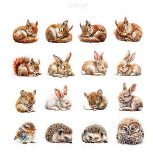 Sleepy Woodland Baby Animal Clipart Set Vol. 1: 16 PNG Files ...
