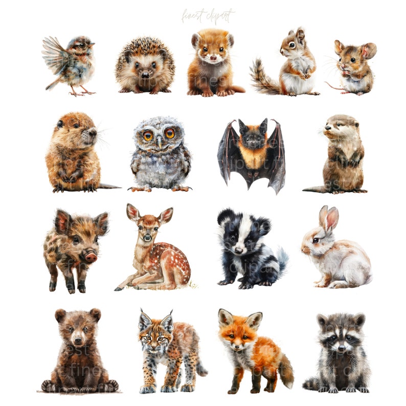 Woodland Baby Animal Clipart Set: 17 PNG Files, Naturalistic Watercolor ...
