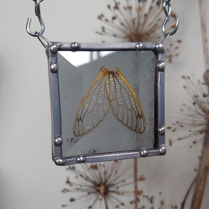 Cicada Wings - Etsy