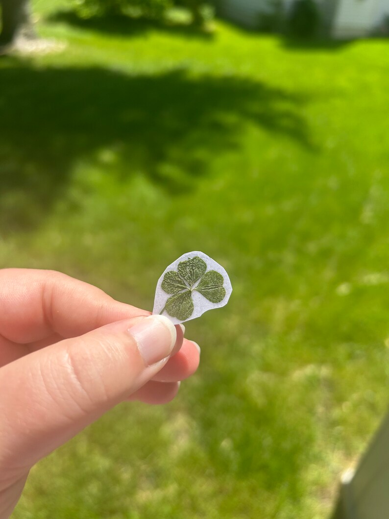 Four-leaf Clover Sticker: Real, Dried, and Laminated Pressed - Etsy