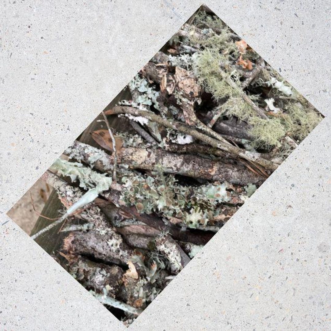 Beautiful Live Lichen Sticks. Variety of Colors, Lengths, and Textures ...