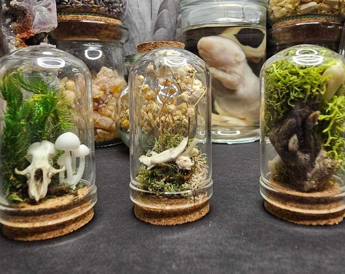 Oddity Art Dome Displays for Curio Bone Art, Mummified Animal Paws ...