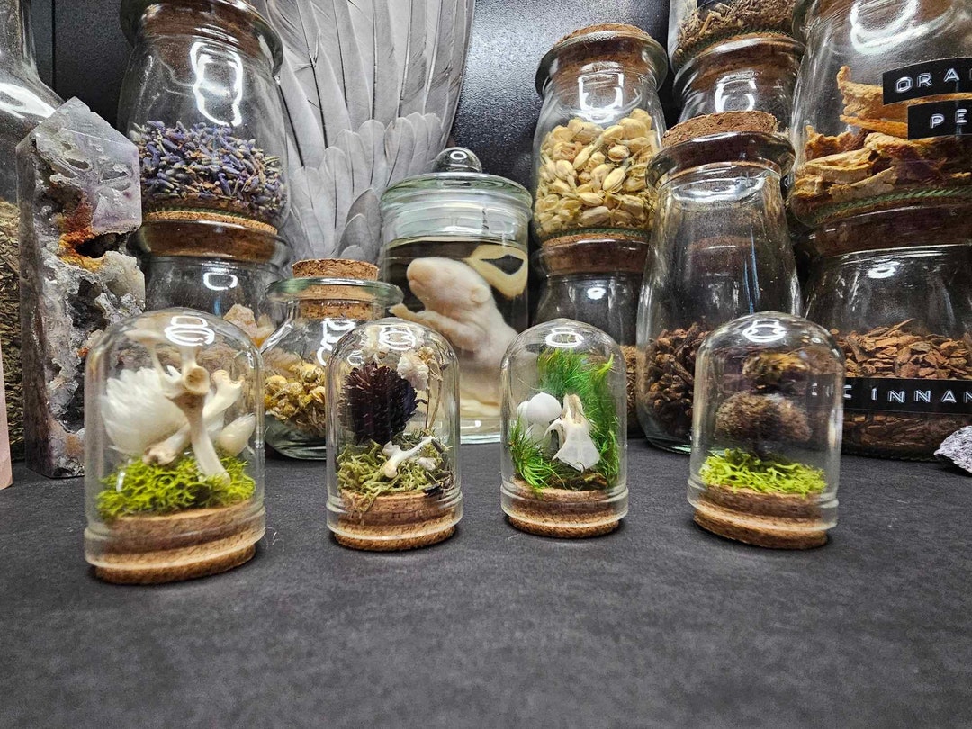 Mini Oddity Art Dome Displays, Bones and Bugs Real Dried Flowers and ...