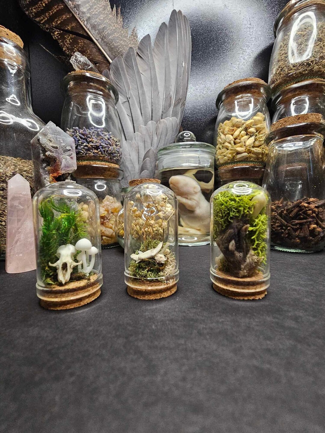 Oddity Art Dome Displays for Curio Bone Art, Mummified Animal Paws ...