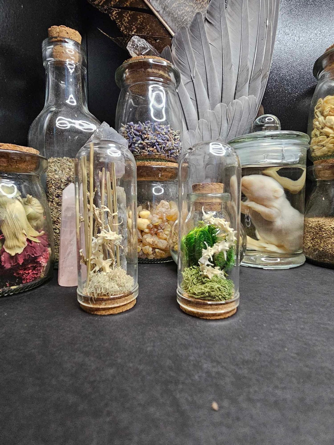 Rattlesnake Vertebrae Dragons in Mini Cloche Dome Display Rattlesnake ...