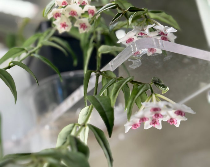 Hoya Bella Plant Beautiful Easy to Grow Plant for Hoya Heads Hoya ...