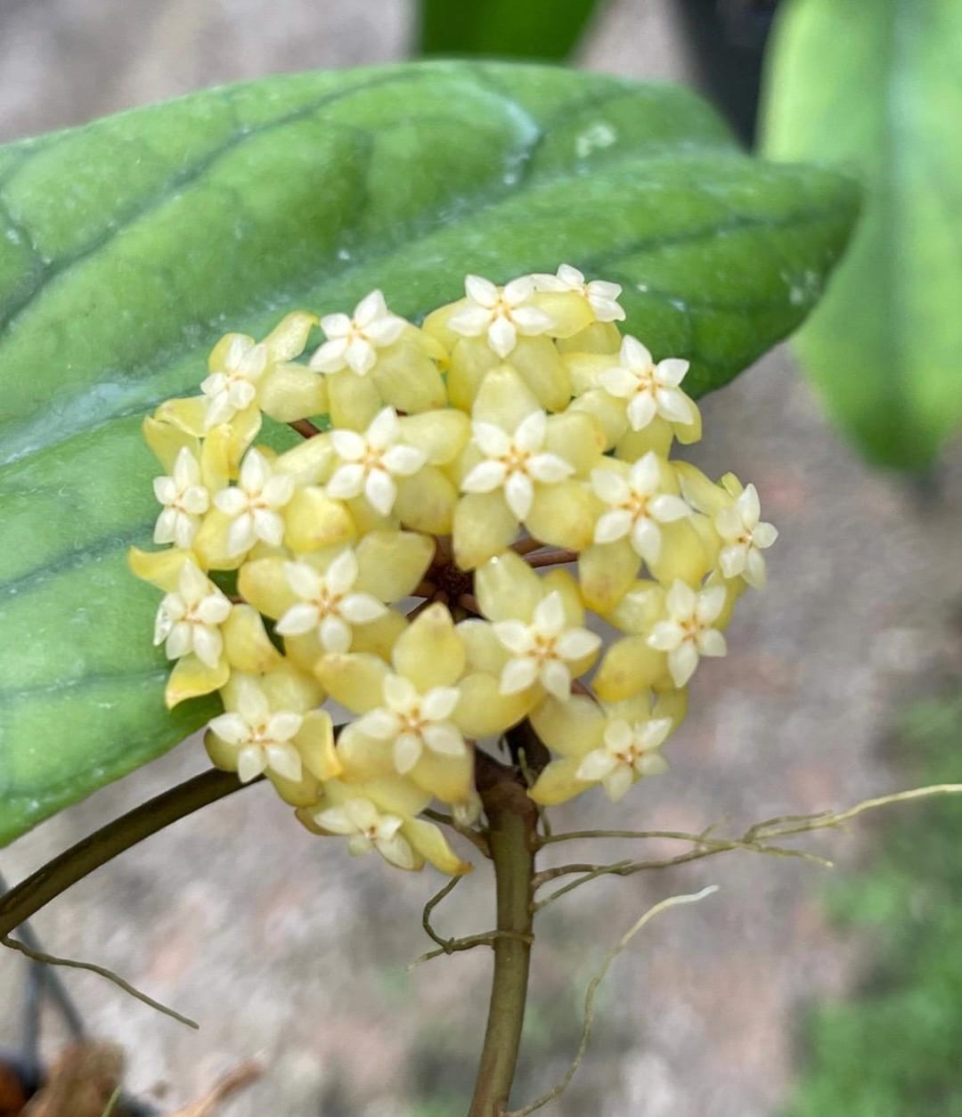 Hoya Golden Eye Rare Hoya Plant 4” Clear Pot CO - Etsy