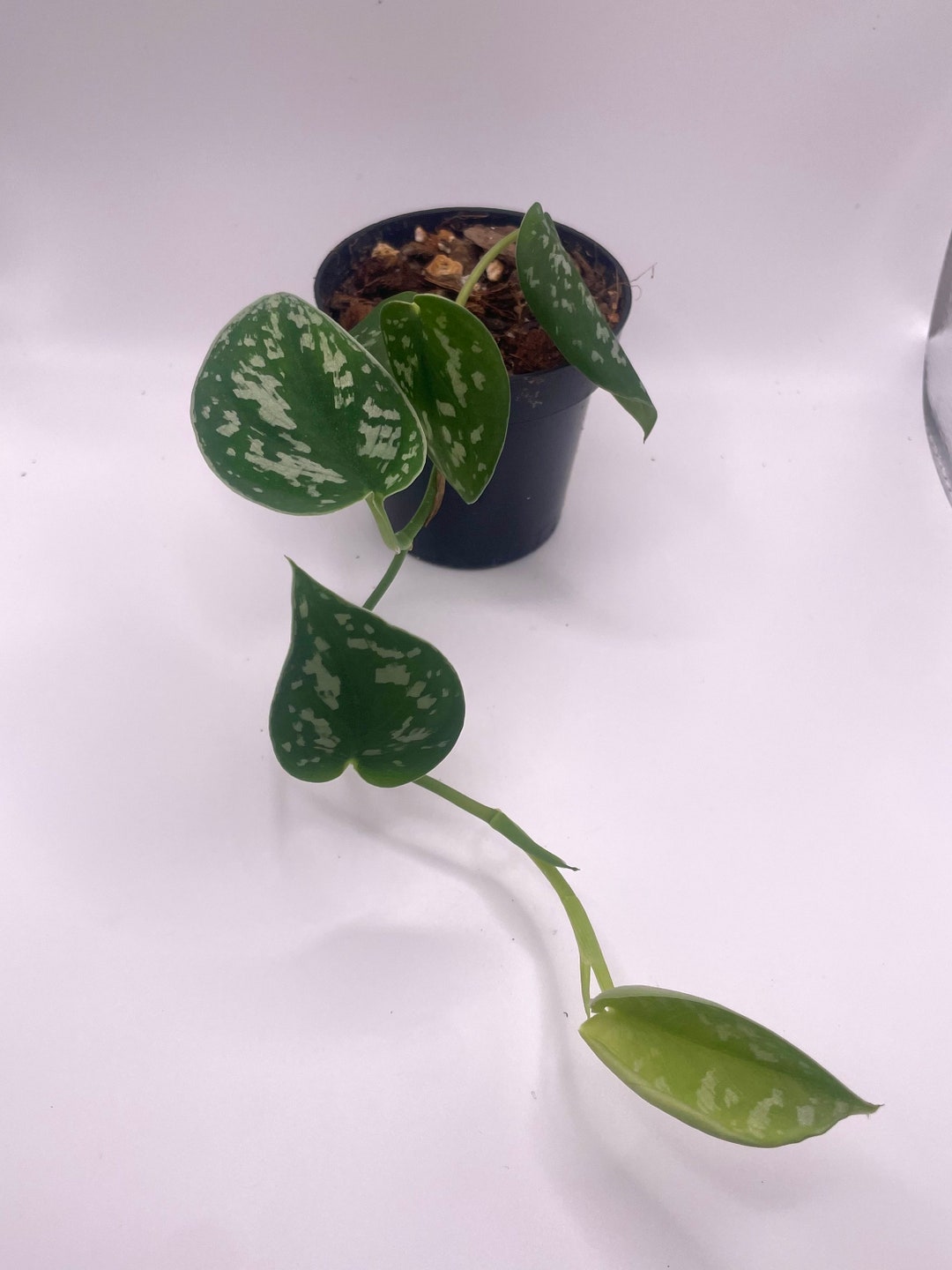 Scindapsus Pictus - Etsy