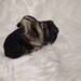 Pug Animal Mask - Etsy