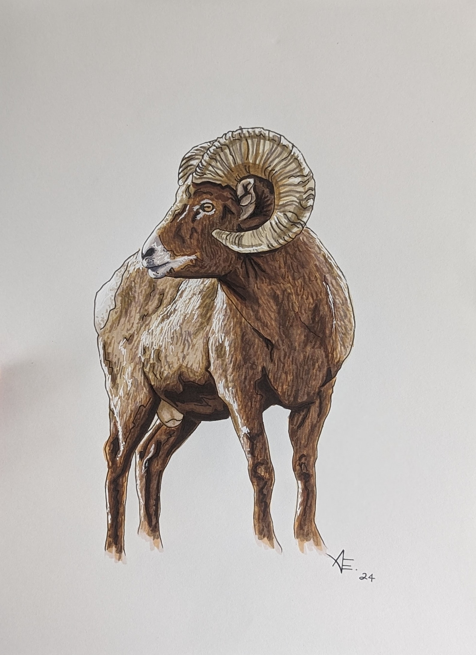 Bighorn Sheep Art Print - Drawing - Alcohol Markers - Wildlife ...