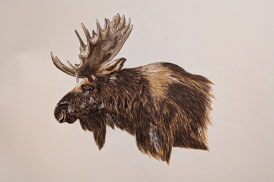 Moose Art Print - Drawing - Alcohol Markers - Wildlife - Bull Moose - Etsy