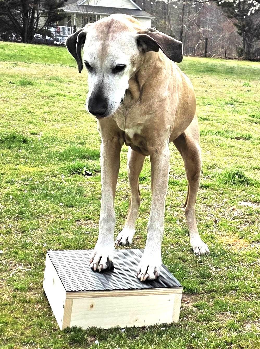 Pivot Table for Any Dog Sport, Including K9 IGP, Schutzhund, Working K9 ...