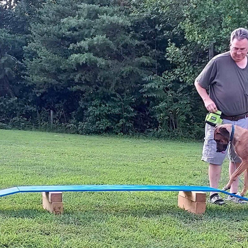 Agility Equipment - Etsy