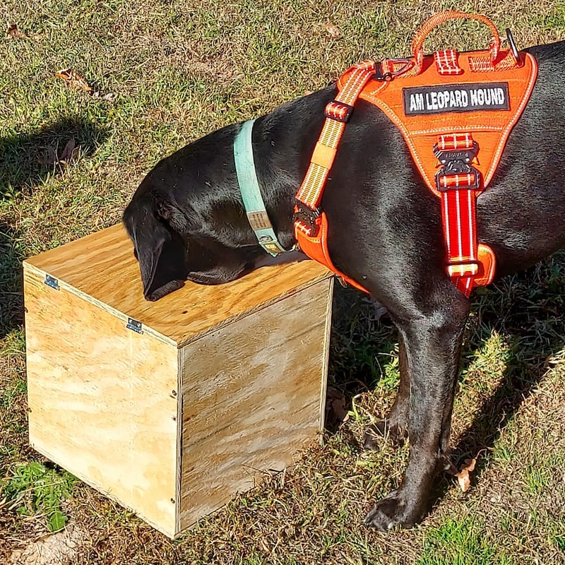 Dog Scent Work - Etsy