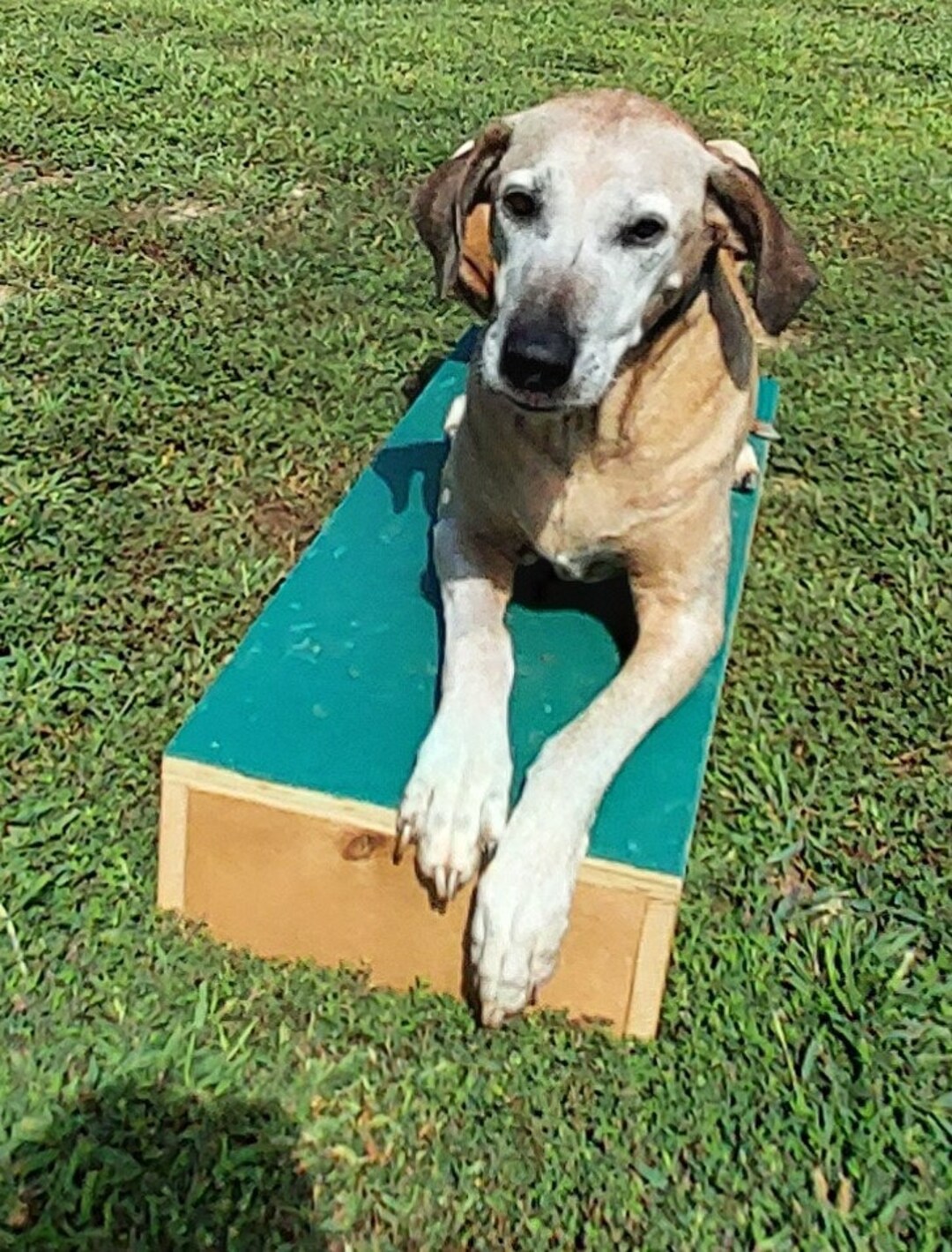 Dog Position Change Table, Place Table, Shaping Platform for K9 ...
