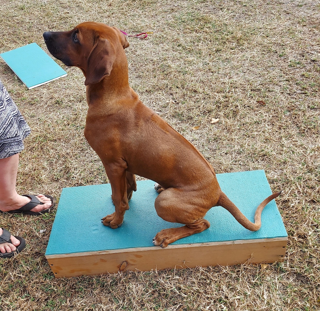 Position Table SMALL for K9 IGP, Schutzhund, Working K9, Gun Dog ...