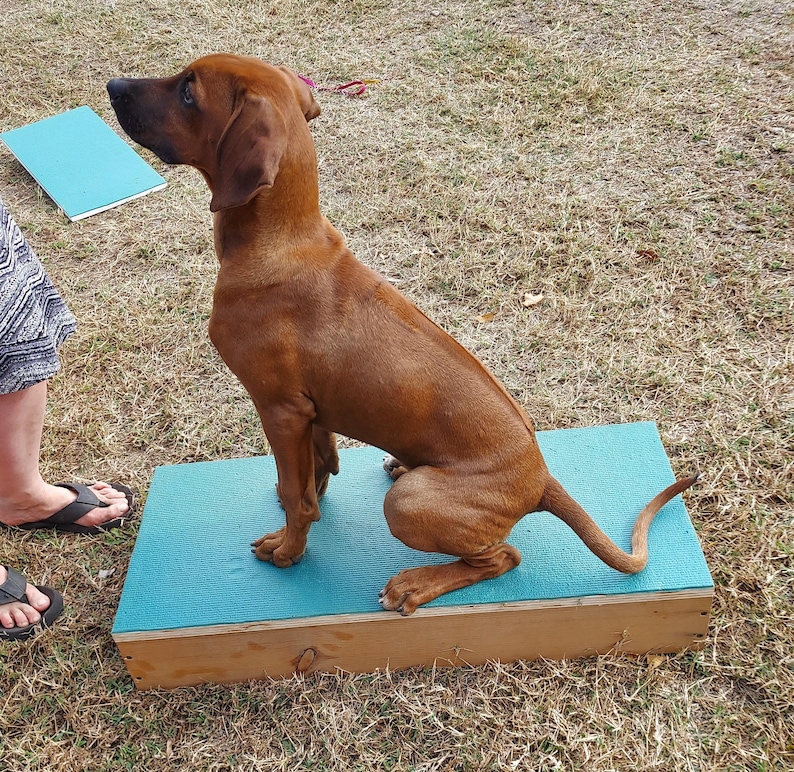 Position Table SMALL for K9 IGP, Schutzhund, Working K9, Gun Dog ...