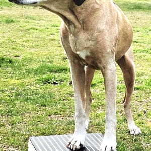 Pivot Table for Any Dog Sport, Including K9 IGP, Schutzhund, Working K9 ...