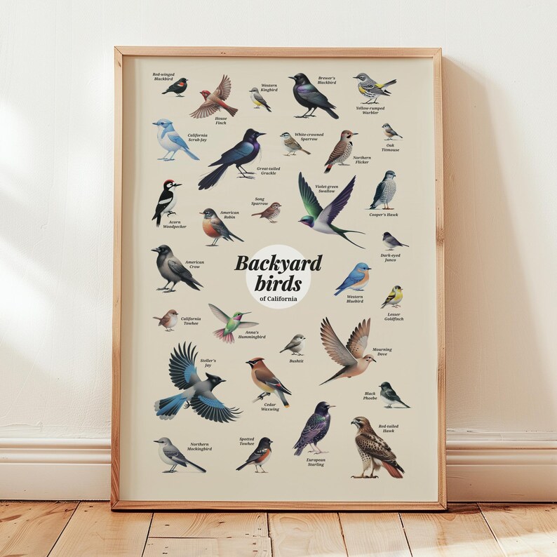 Backyard Birds California Poster Art Print Bird Lover Gift Wall Art ...