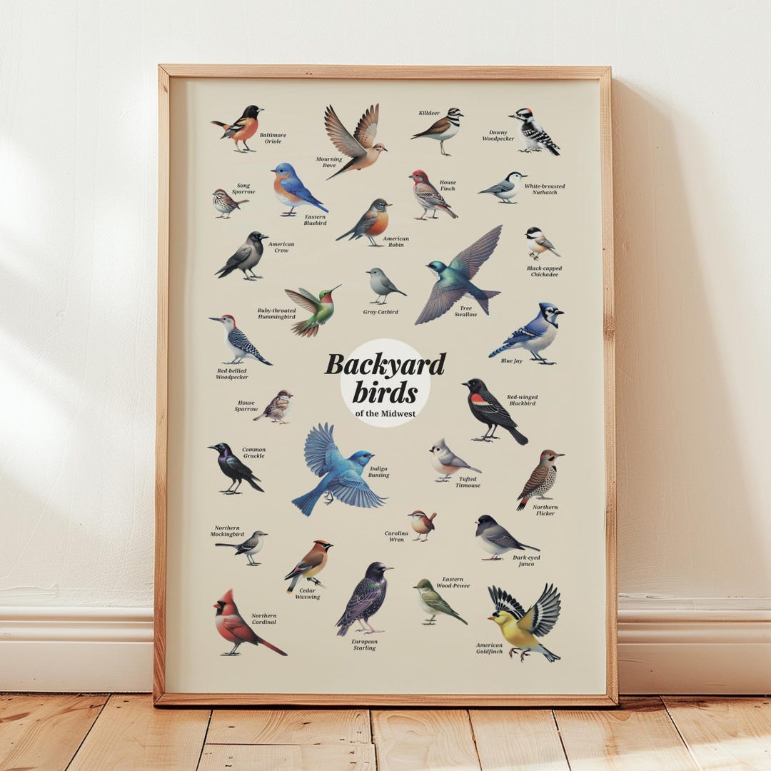 Backyard Birds Midwest Poster Art Print Bird Lover Gift Wall Art ...