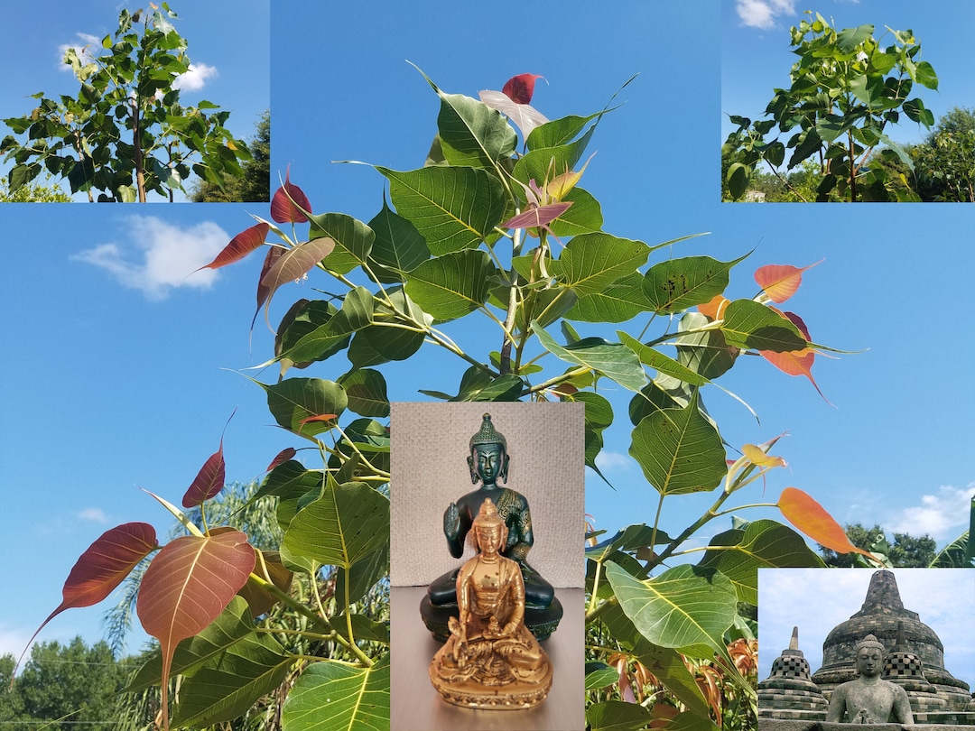 PEEPAL Live Plant Aka Ashvattha Ficus Religiosa Bodhi Pippala Asvattha ...