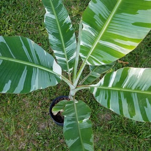 Florida Variegated LIVE Banana Plants Musa Paradisica Beautiful Rare ...