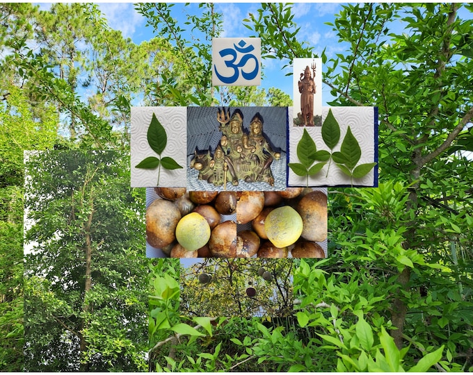 Bel Live Plant Bael Bilva Patra Bhagavan Shiva Favorite Sacred Tree ...