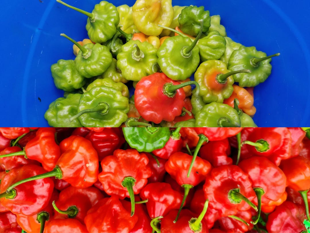 2 Live Cachucha Pepper Plants Sweet Tasty Mild Flavor Chili Exotic Rare ...