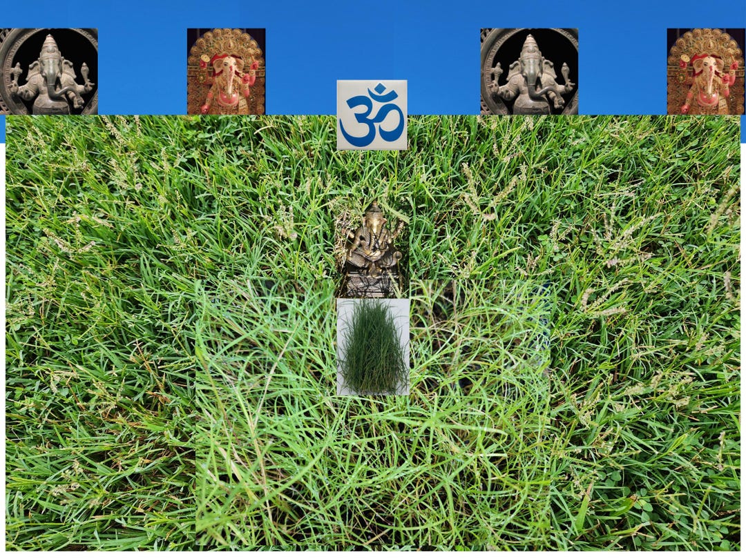333 Durva Seeds DOOB Sacred DHOOB Indian Doab Drow Garike Arugampul ...