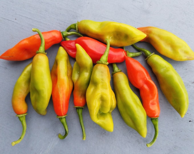 2 Live Trinidad Pimento Pepper Plants Capsicum Chinense Aka Trini ...