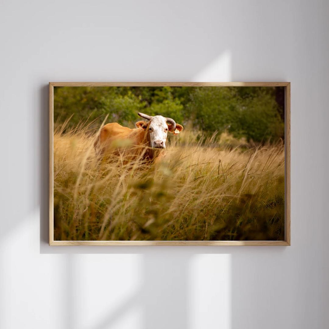Rustic Cow Print, Highland Cattle Wall Art, Country Farmhouse Decor ...