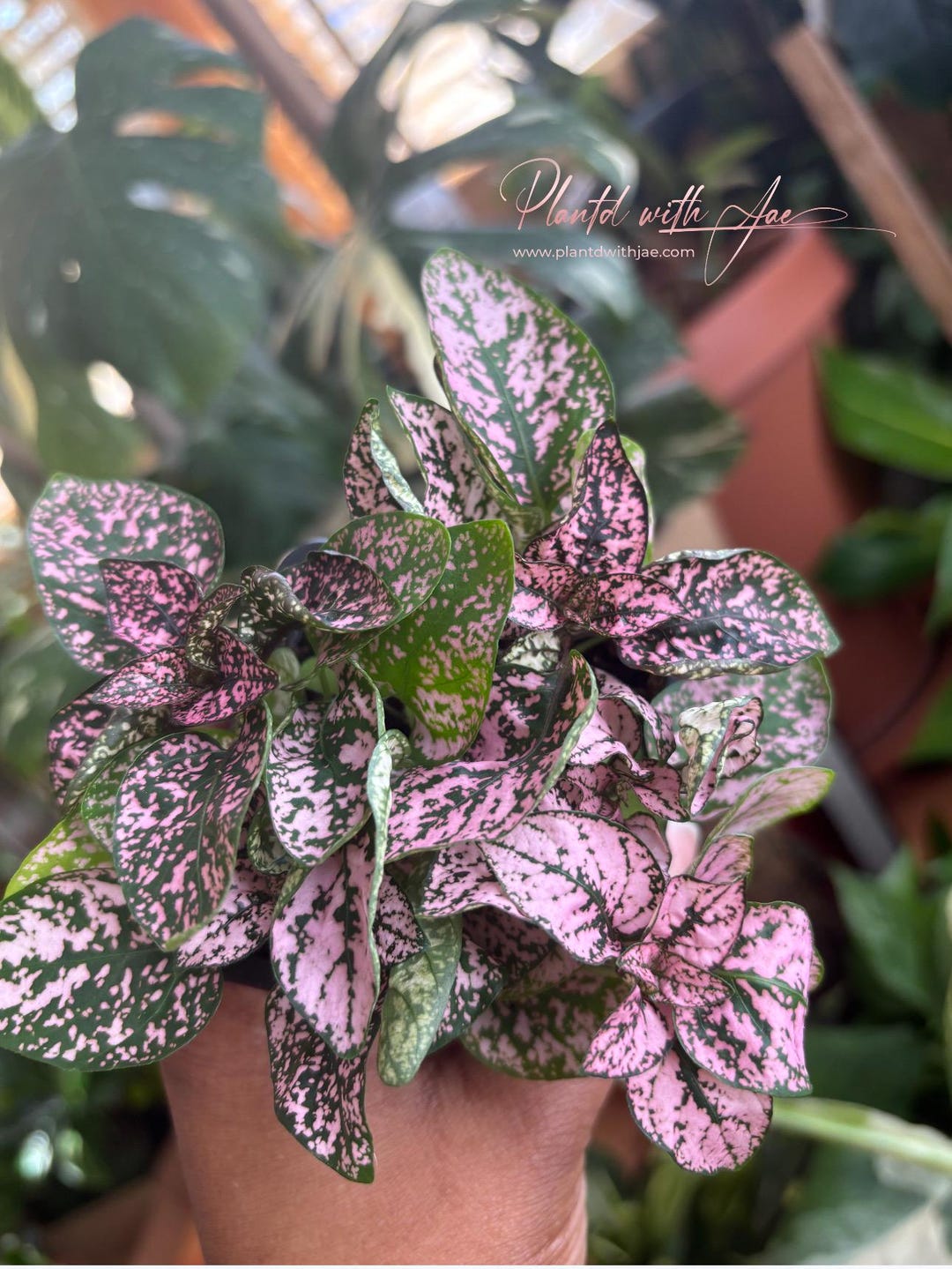 Hypoestes Pink Polka Dot Plant - Etsy
