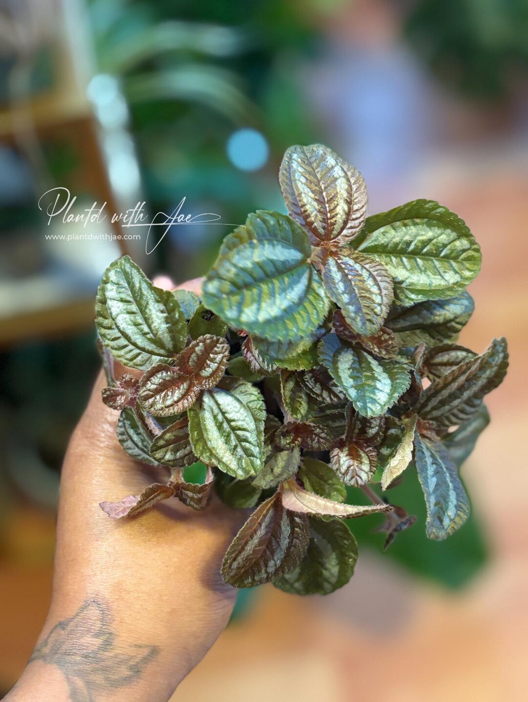 Pilea Norfolk Friendship Plant - Etsy