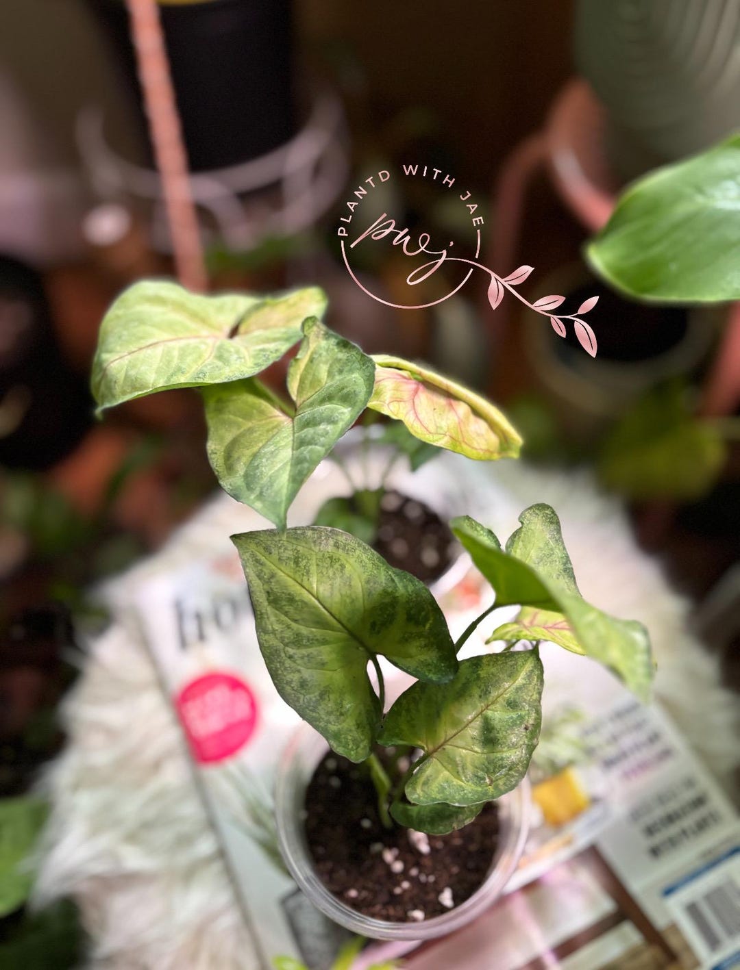 Syngonium Berry Allusion - Etsy