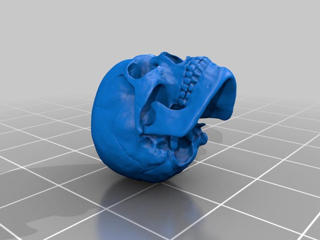 Human Skull STL File 3D Print - Etsy