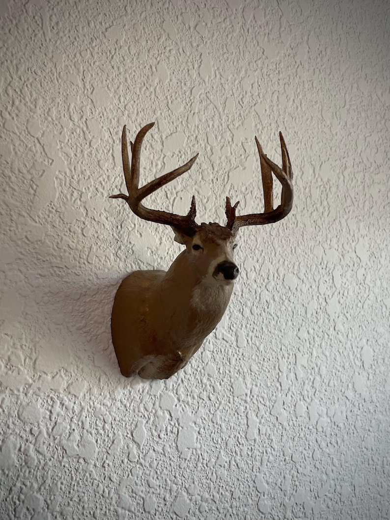 Miniature GIANT 14 Point Whitetail Buck Shoulder Mount - Etsy