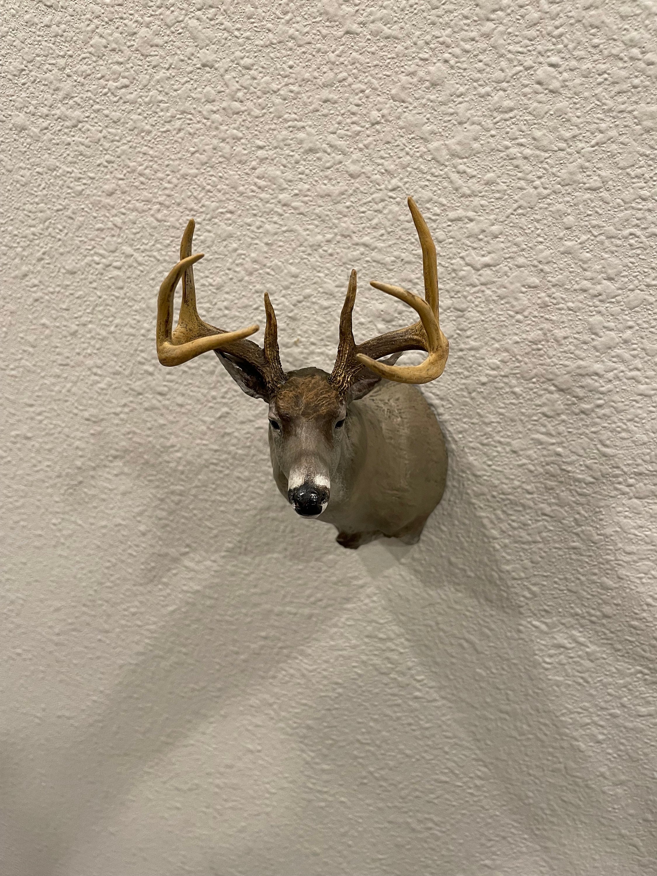 Miniature Stud 8 Point Whitetail Buck Shoulder Mount - Etsy