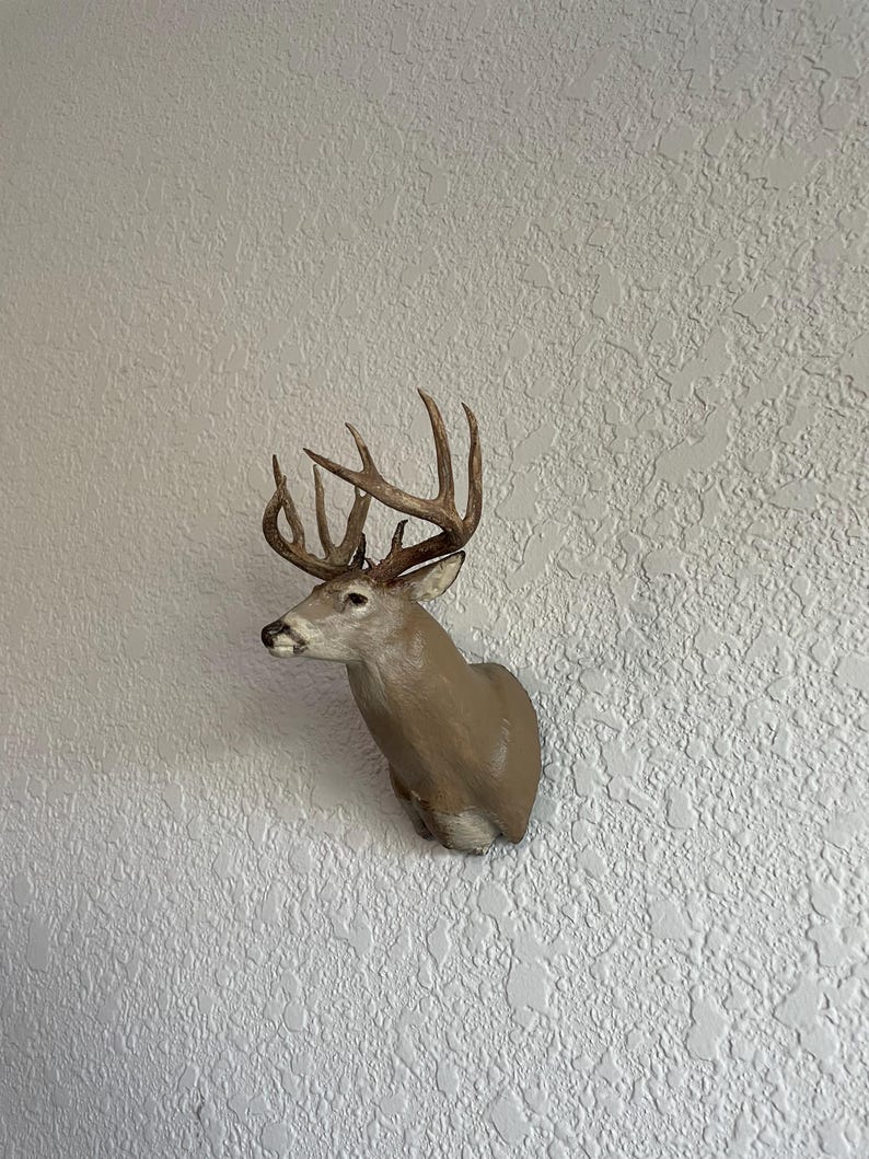 Miniature GIANT 14 Point Whitetail Buck Shoulder Mount - Etsy
