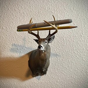 Mini Whitetail Buck Shoulder Mount #1 - Etsy