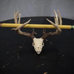 Miniature and Highly Realistic GIANT Whitetail Buck Skull - Etsy